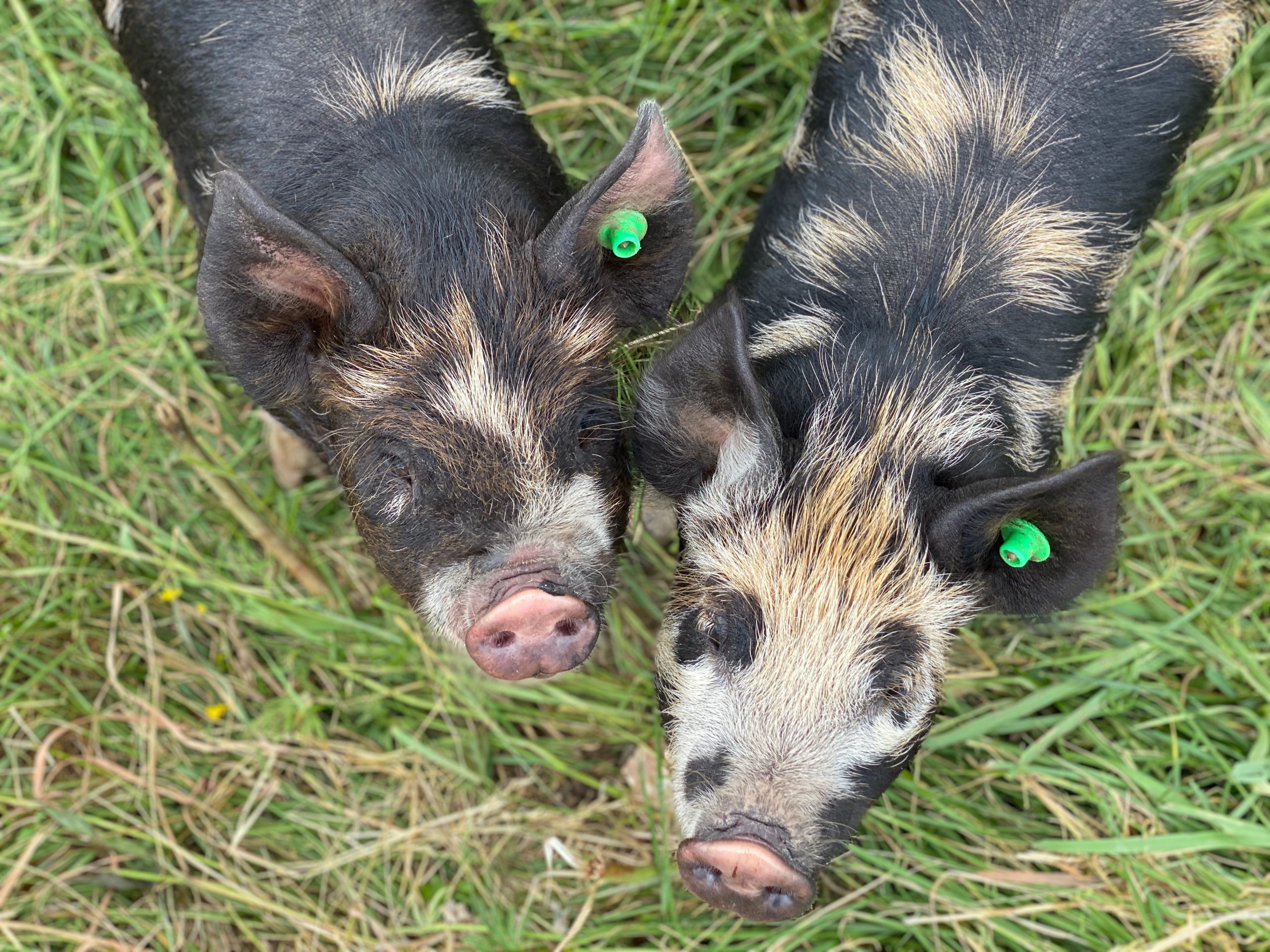 Idaho Pasture Pigs - Constellation Farmstead MI