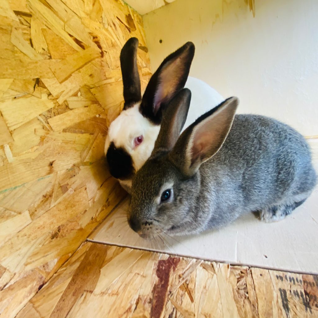 Silver Fox Rabbits | Constellation Farmstead