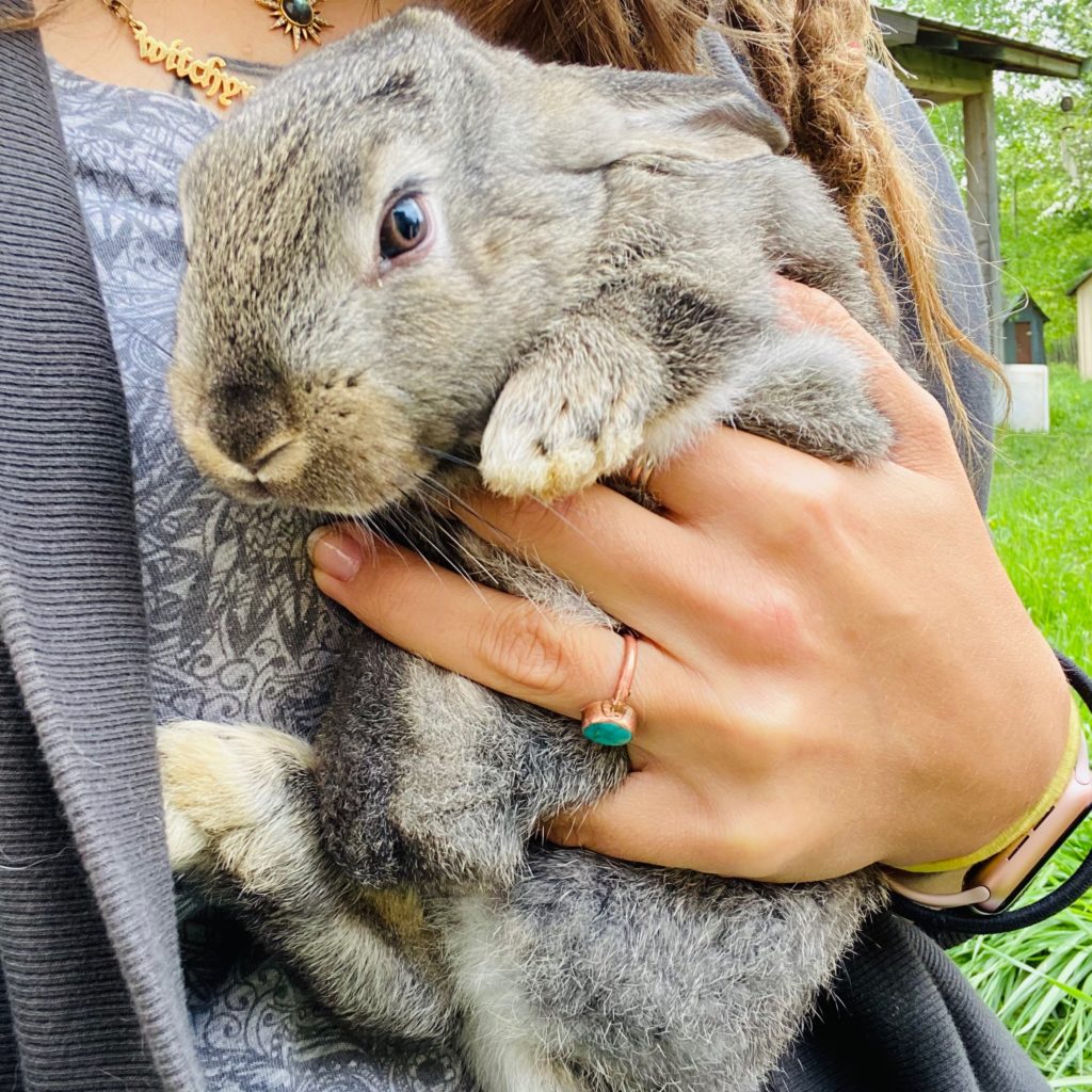 Silver Fox Rabbits | Constellation Farmstead